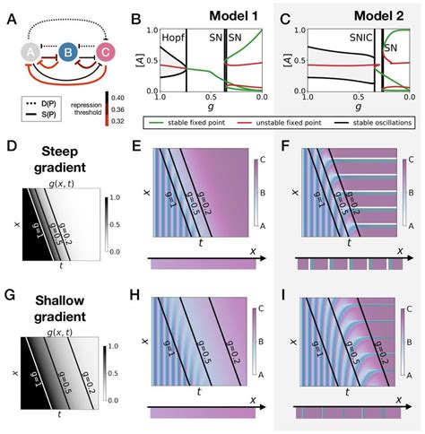 Figure Supplement 1 Perturbations Of The Morphogen Gradient Download Scientific Diagram