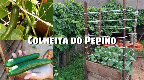 Como Plantar Pepino Japon S Colheita Dias E Aduba O Cama De Frango Youtube