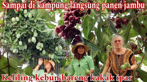 SAMPAI RUMAH KAMPUNG LANGSUNG AJAK KAKAK IPAR PANEN JAMBU ‼️ Keliling kebun di samping rumah ...