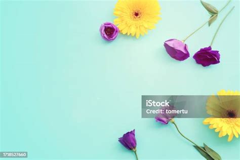 パステルブルーの背景にピンク紫黄色の花の構図の上面図画像フラットレイ まぶしいのストックフォトや画像を多数ご用意 まぶしい カラー