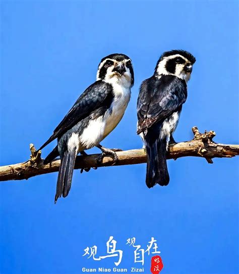 【走进明溪】归来不说溪山好，鸟鸣幽幽自在啼时政新闻嘉定动态新闻频道上海市嘉定区人民政府