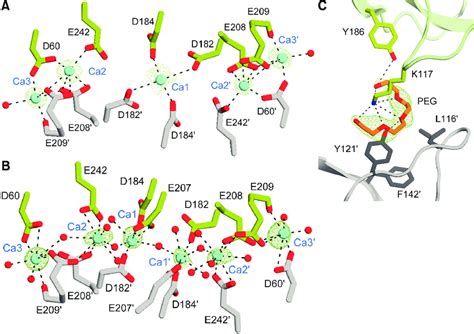 Binding Sites Of Calcium Ions And Peg Molecules A And B Detailed Download Scientific Diagram
