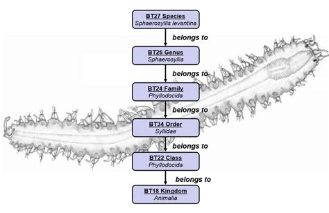 Taxonomy Conceptual Modeling Example Download Scientific Diagram