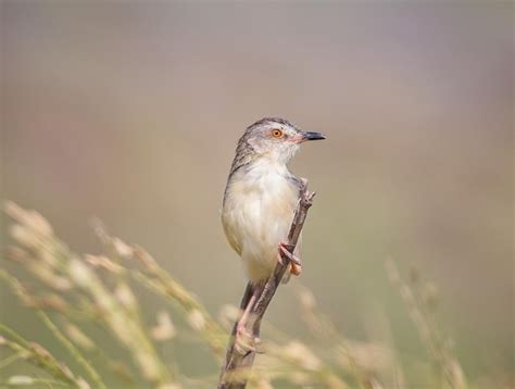 Premium Photo Plain Prinia