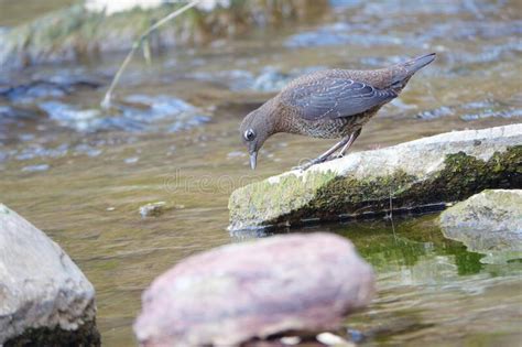 Brown Dipper Stock Image Image Of Bird Nature Natural 181850239