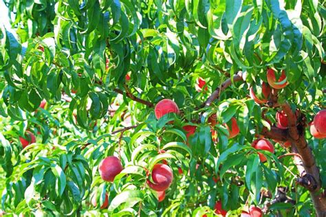 Rvore De P Ssego De Floresc Ncia Imagem De Stock Imagem De Casa Fundo