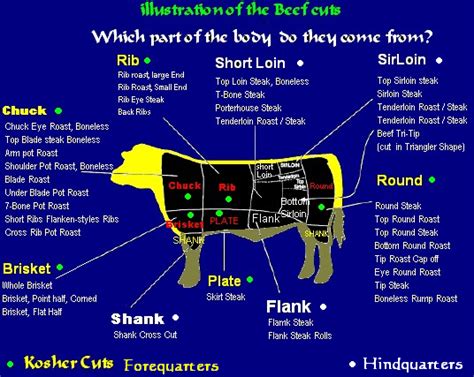 Learn About Kosher Cuts Of Meat Or Learn To Sing About It Here G Shemini