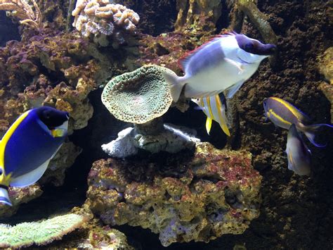 Des Poissons Aquarium Monde Sous Photo Gratuite Sur Pixabay Pixabay