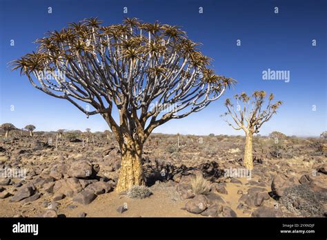 Quiver Tree Aloe Dichotoma Succulent Tree Namibia Africa Stock