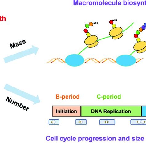 A Global View Of Bacterial Growth Bacterial Growth Includes Two Major