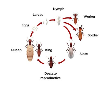 Termite Lifecycle And Why It Matters For Homeowners Deemakroko