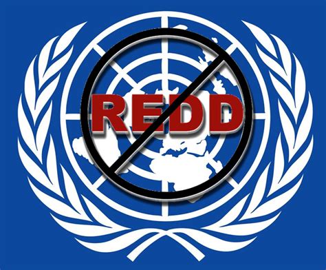 Un Redd Violates Right To Free Prior And Informed Consent Global
