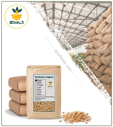 قیمت، خرید و فروش بذر مالت جو خشک دانه تخم