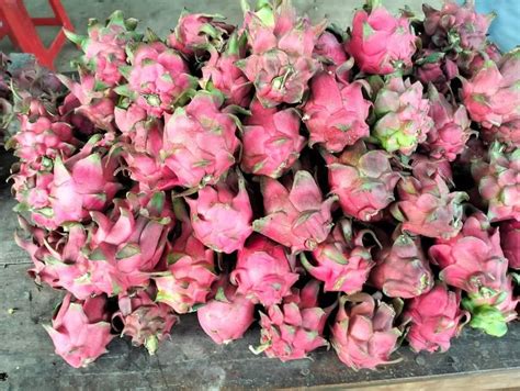 যশোরের যশ যশোরে ড্রাগন ফল বিক্রি হচ্ছে ৬০ টাকা থেকে ৯০ Facebook