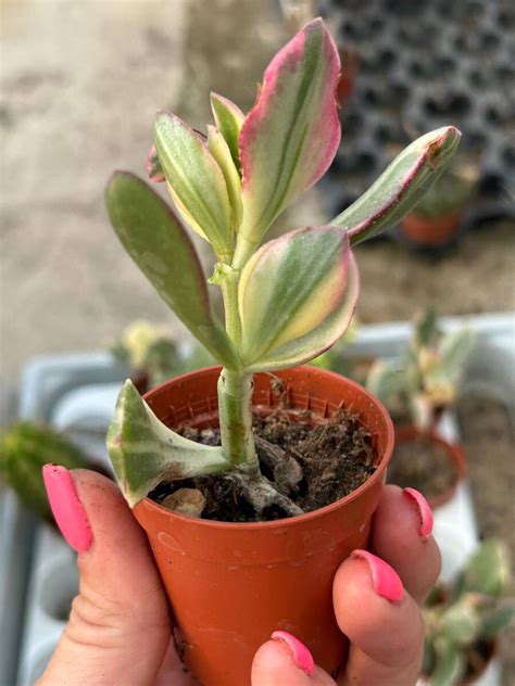 Crassula Obliqua Variegata Succulents Crassula Kaktusy