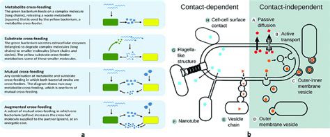 Bacterial Syntrophic And Interactive Behaviors Examples Of A