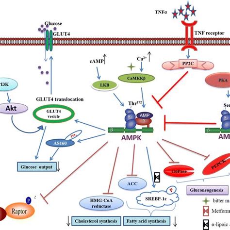 Role Of Pkc In Insulin Resistance Upon Activation By The Fatty Acids