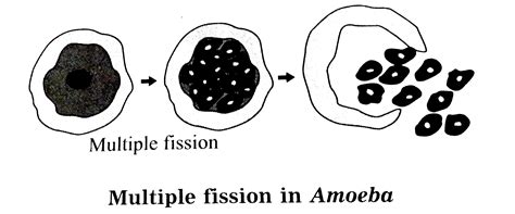 Multiple Fission In Amoeba