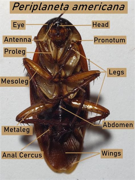 The American Cockroach A Closer Look