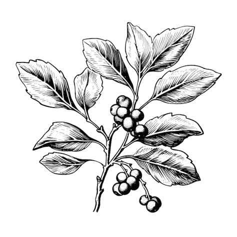 Premium Vector Hand Drawn Sketch Leaf Illustration