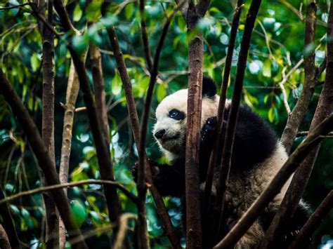 Panda Bear Wallpaper 4k