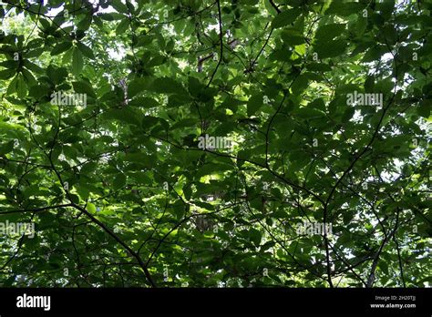Light Through The Leaves Woods Scenery Tree Bark Tree Trunks Nature Plants Forestry Tree