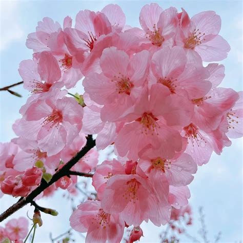 桃花 高清图片，堆糖，美图壁纸兴趣社区