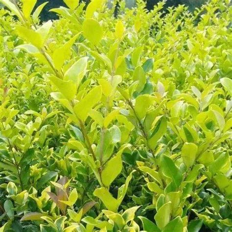 襄阳市花卉苗木种植走出产业脱贫路 扶贫 寨村 福睿源