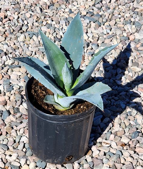 1 Live Rooted Blue Agave Agave Americana Century Plant Agave Cactus