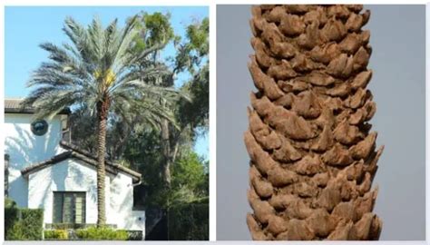 30 Different Types Of Palm Trees Their Identifying Features