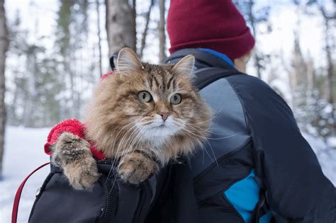 github luoxuhai react native classify image 🏞 react native library