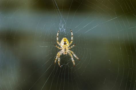 Pest Control Methods Types Pros And Cons