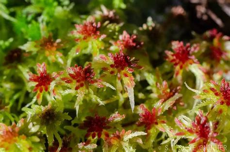 Unsung Hero Of Peatlands The Fascinating World Of Sphagnum Russowii
