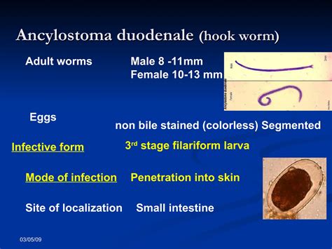 Ascaris Enterobius Hookworm And Trichrous 6ppt