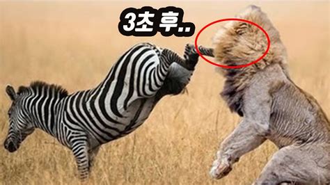 제 발로 사자무리에 뛰어든 얼룩말의 충격적인 반전 Youtube