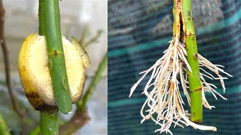 Exploring Rose Propagation Surprising Methods You Should Know Garden Green Insights