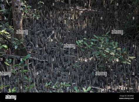 La Plus Grande Forêt De Mangroves Au Monde Sundarbans Du Bangladesh