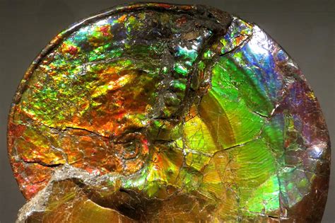 Fosil Opal