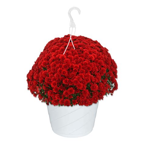 Hanging Baskets For Mums At Petra Hendrickson Blog