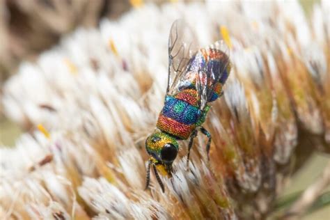 Rainbow Wasps In Renosterveld