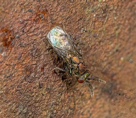 Tiny Wasp Bugguidenet