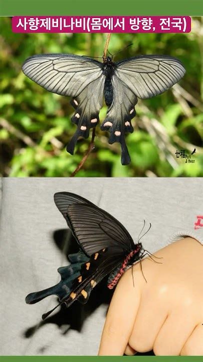 경기 A493 날개 부상이 운좋은 이유 사향제비나비 꼬리돌기의 기능 수컷 사향 麝香 Butterfly 의태