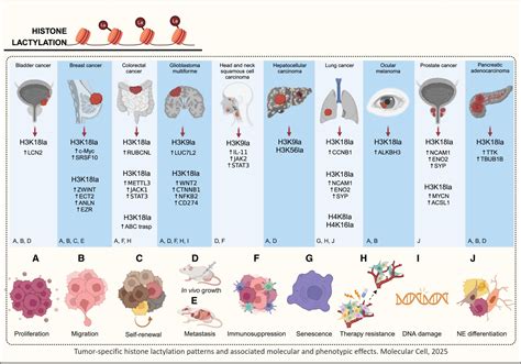 Science Protein Lactylation In Cancer Lysine Lactylation Is A Post
