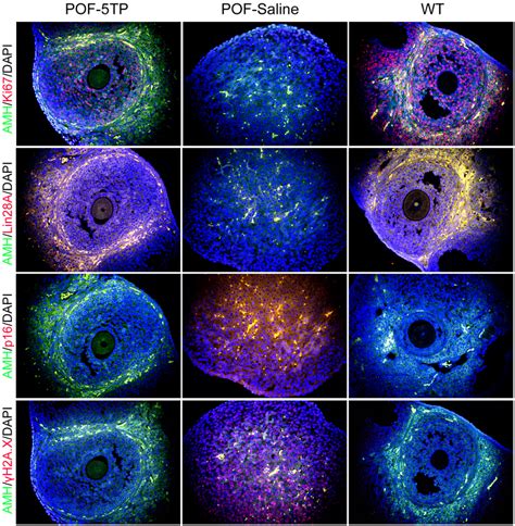 Immunofluorescence Staining Results Of Markers Of Cellular