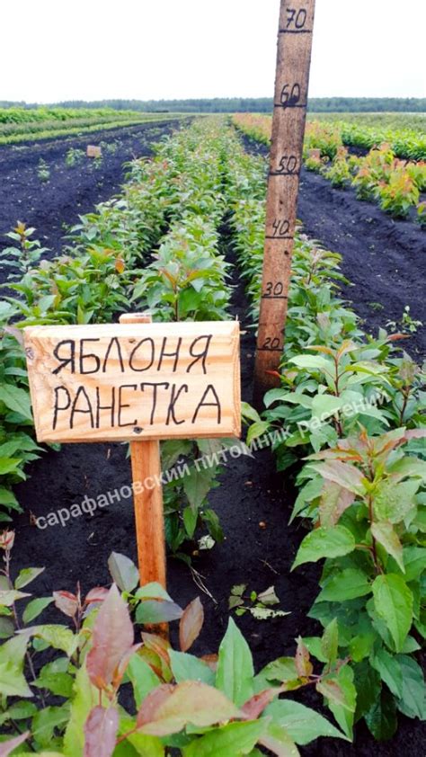 Яблоня ранетка пурпуровая | Сарафановский питомник растений