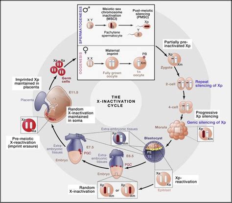 x inactivation imprinting and long noncoding rnas in medizzy