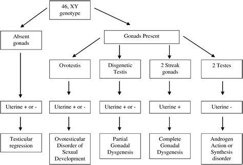 Understanding Disorders Of Sexual Development Journal Of Pediatric