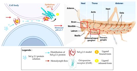 Characterization And Localization Of Sol G 21 Protein From Solenopsis Geminata Fire Ant Venom