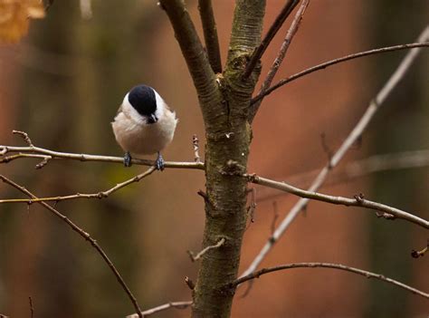 Grey Tit Facts Song And Diet The Definitive Guide Bird Nature