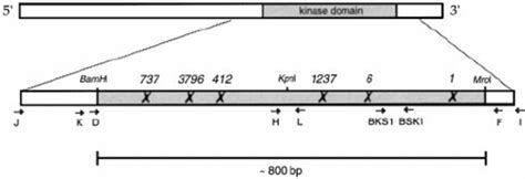 Strategy For Identification Of Mutant Lesions The Region Of MPS That